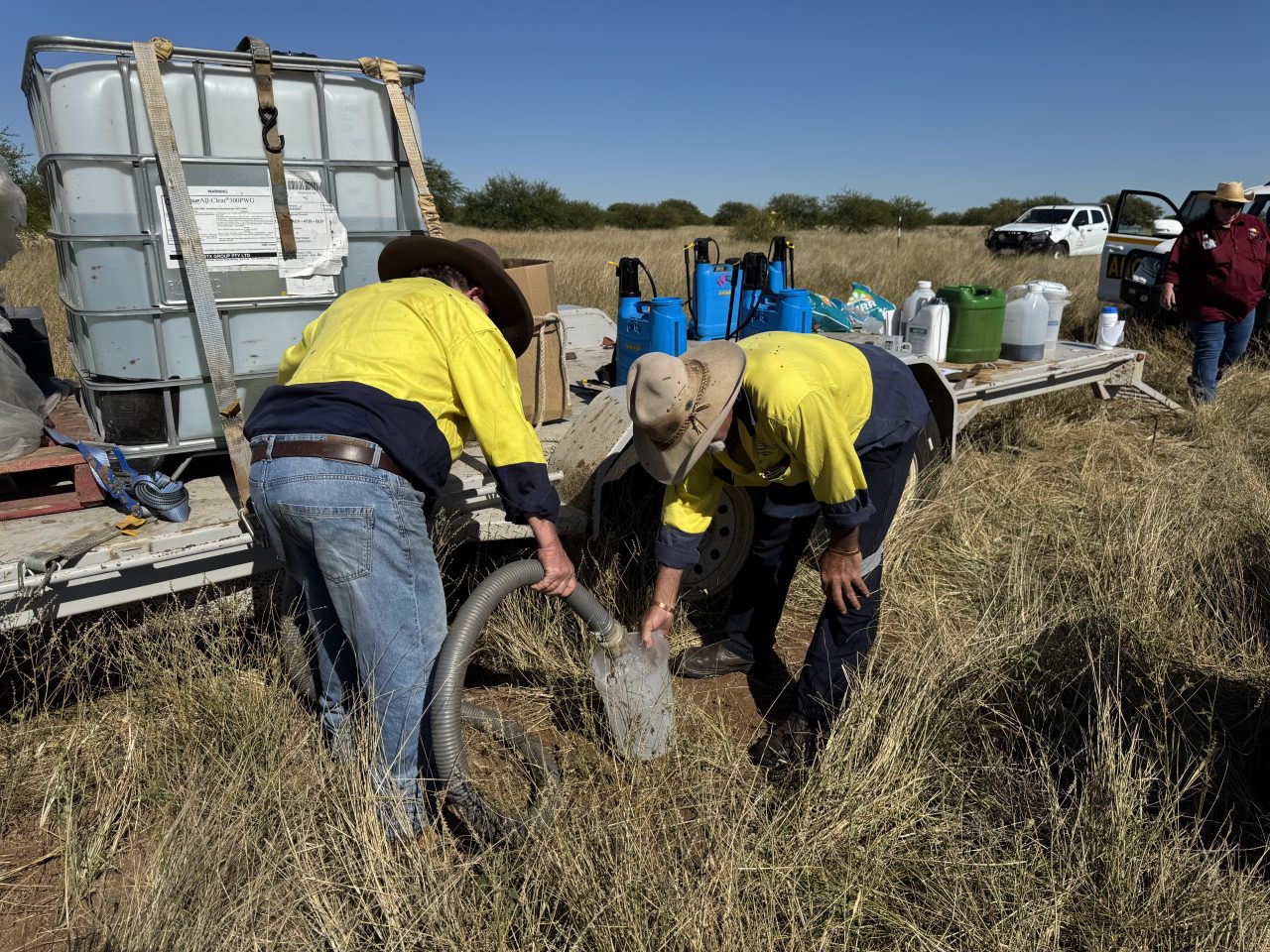 Herbicide trial underway to control ‘worst’ woody weeds | DCQ